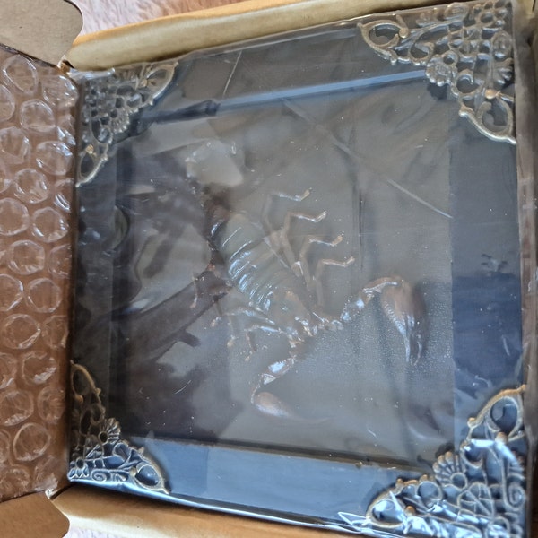 Scorpion Frame Taxedermy Black Wall Decor Gothic Artwork, Preserve ...