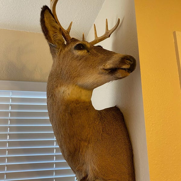 Bull Steer Cow Skull European Mount Taxidermy Texas Skeleton Bone ...