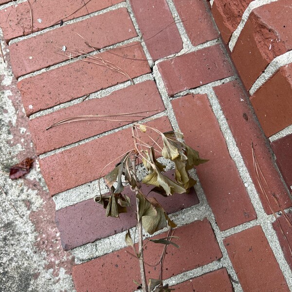 Chinese Elm Quart Container - Etsy