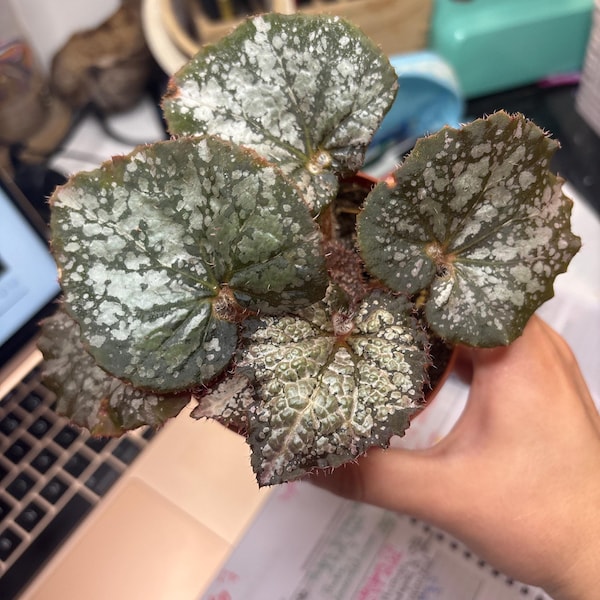 Rex Begonia Blue Iridescent ‘island Magic’ Silver Variegated Live House ...