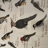 Alberta Backyard Birds Field Guide Art Print / Watercolor Painting ...