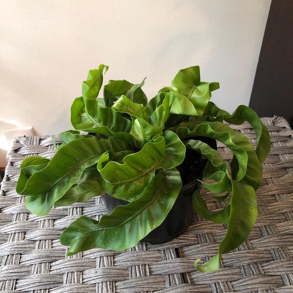 Gorgeous Large Macho Fern 6", Nephrolepis Biserrata, Giant Sword Fern ...