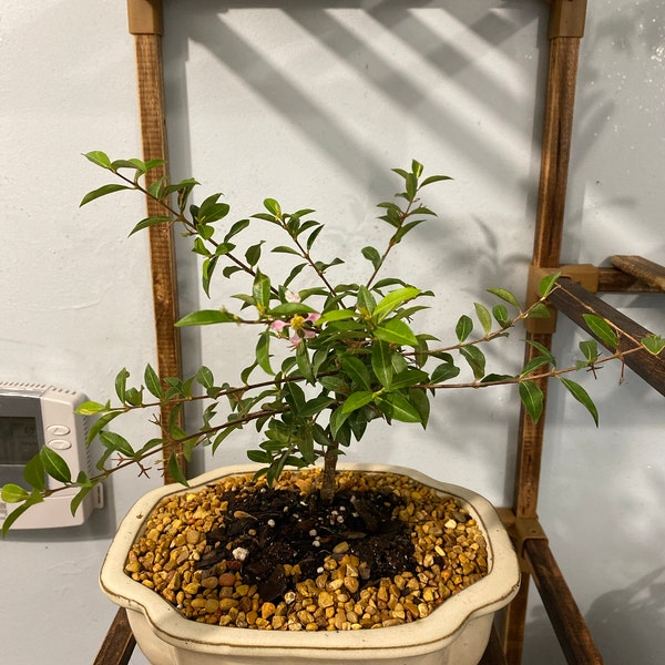 Dwarf Mini Weeping Cherry Bonsai Tree That Flowers 3x a Year and Fruits ...