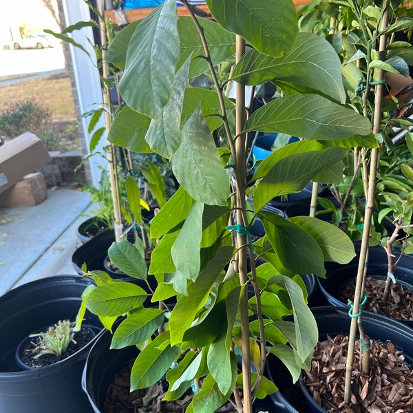 Geffner Atemoya 1 Plant - 2 to 3 Feet Tall - Ship in 3gal Pot - Etsy