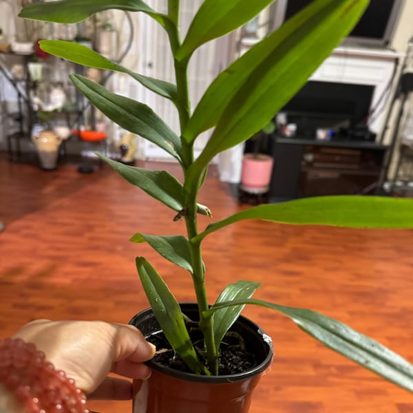 Scorpion Orchid in 4" Pot, Arachnis, Aranda Orchid - Etsy