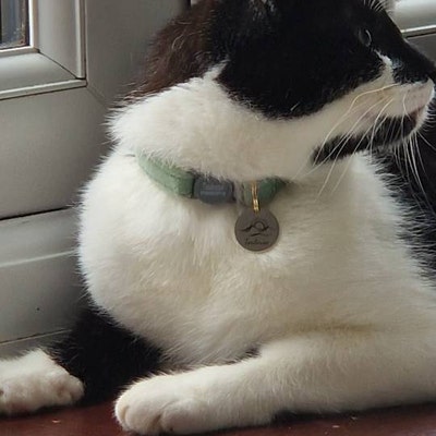 Breakaway Greensageforest Velvet Cat Collar Bowtie Leash Set ...