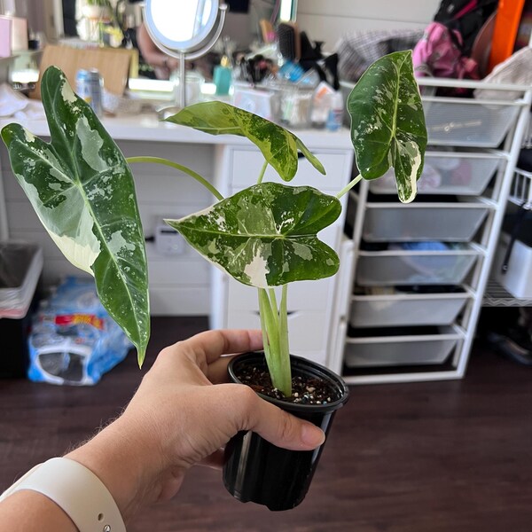 Philodendron Florida Ghost Plant - Etsy
