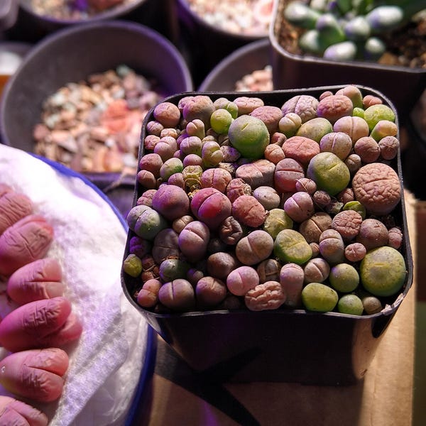 Baby Lithops Living Stones | 50-70 Pcs in 2” Pot | Rare Mix Succulents ...