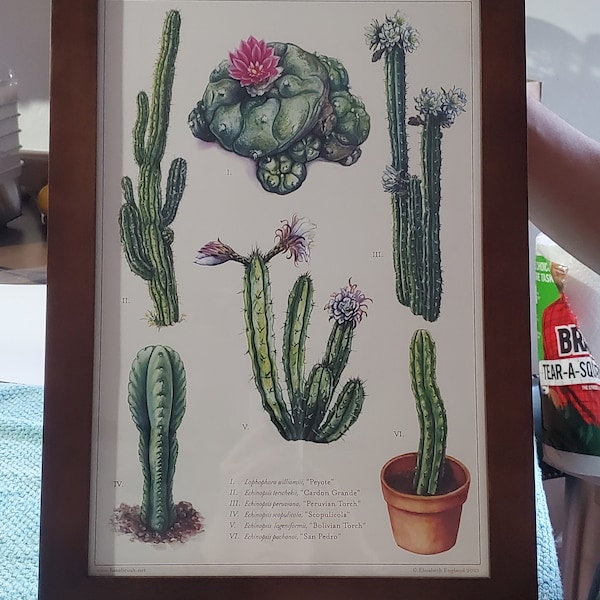 Psychoactive Cacti - Botanical Art Print - Etsy