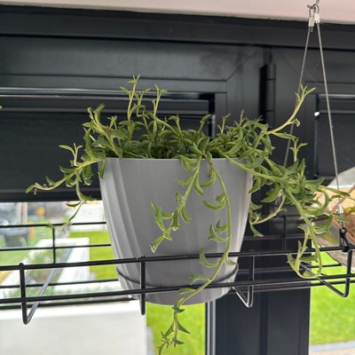 Rose 'fantastic at 60' Happy Birthday Rose Gift Wrapped With Huge Bow ...