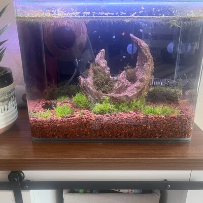 2-4 Gallon Nano Aquascape Decor SOUL CANYON Aquarium Dragon - Etsy