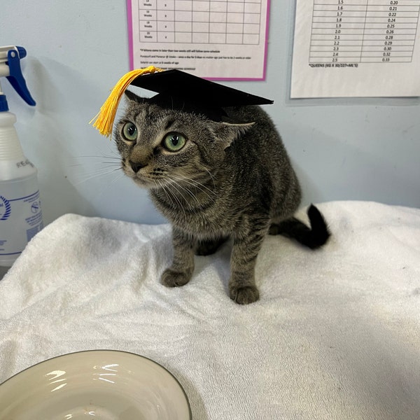 Graduation Cap Cat Hat for Your Cat FREE SHIPPING! Add-on Custom Tassel ...