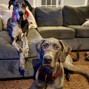 Bright Static Dog Collar, Cat Collar, Made to Order Available in Buckle ...