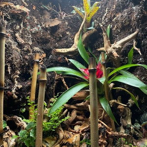 Bamboo Sheaths Natural Organic Substrate for Vivarium, Terrarium ...