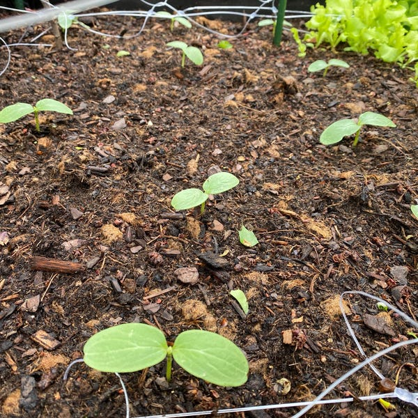 20 Japanese Good Luck F1 Burpless Cucumber Seeds; Heat Tolerant; High ...