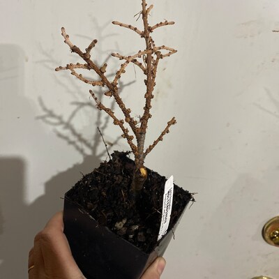 Ginkgo Biloba 'gnome' Dwarf Ginkgo Tree Live Plant 8 Tall 1 Year Graft ...