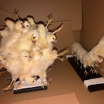 Made to Order. Sixteen Legged Centipede Chicken Taxidermy Curiosity by ...
