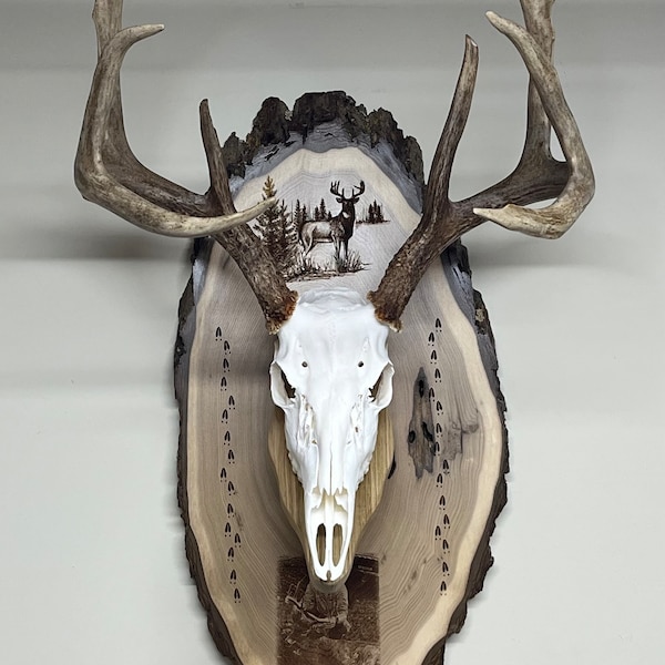 European Mount, Photo Engraved Hunting Plaque, Deer Skull Mount ...