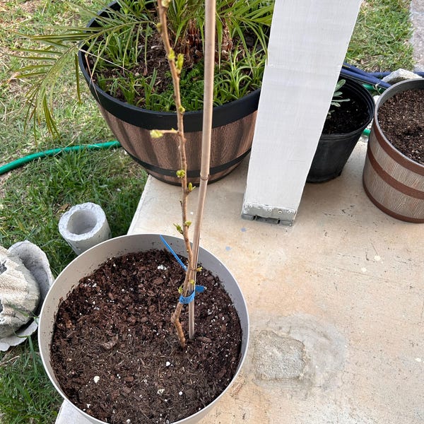 5 Honey Crisp Apple Tree Cuttings for Propagation 6 to 8 Inches Long ...