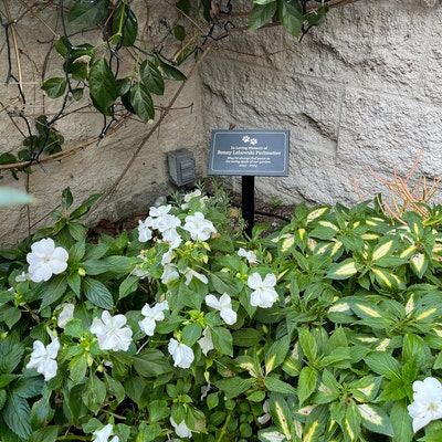 Personalized Tree Tag for a Large Tree, Big Tree Plaque, Memorial Tree ...