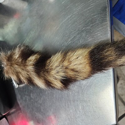 Raccoon Tails Raccoon Tail Keychain Taxidermy Keychain Raccoon Tail ...