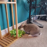 Bunny Rabbit Snuffle Mat, Foraging Blanket, Stimulation Treat Toy ...