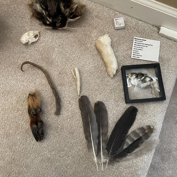 Freeze Dried Yak Feet for One Taxidermy Yak, Deer Antlers, Taxidermy ...