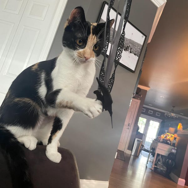 Black Bat Cat Wand Catnip Toy, Gift for Cat Lovers, Gift for Kittens ...