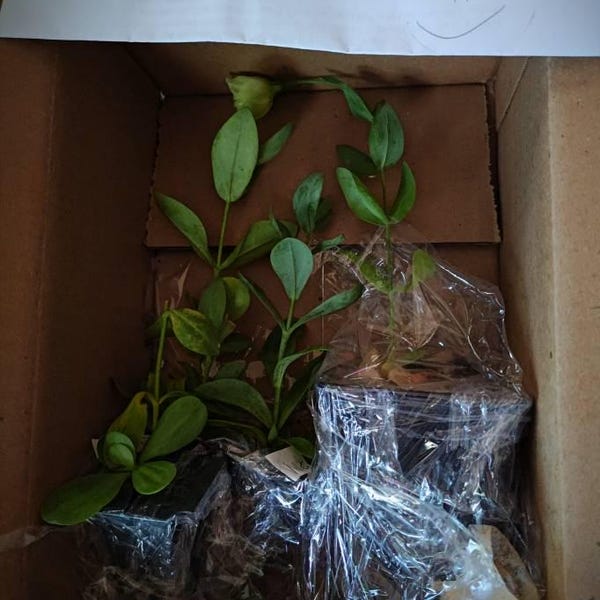 Live Eucalyptus Tree / Seedling Plugs – Fresh Aroma Perfect for Home ...