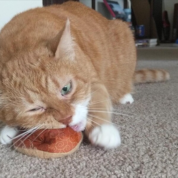 Cat Scent Enrichment Kit 13 Herbs Improve Wellbeing Cat Toy Cat Gift ...