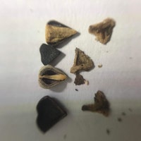 The Pink Koshu Grapes of Japan (yamanashi ) > 7 Fresh Seeds , Already ...