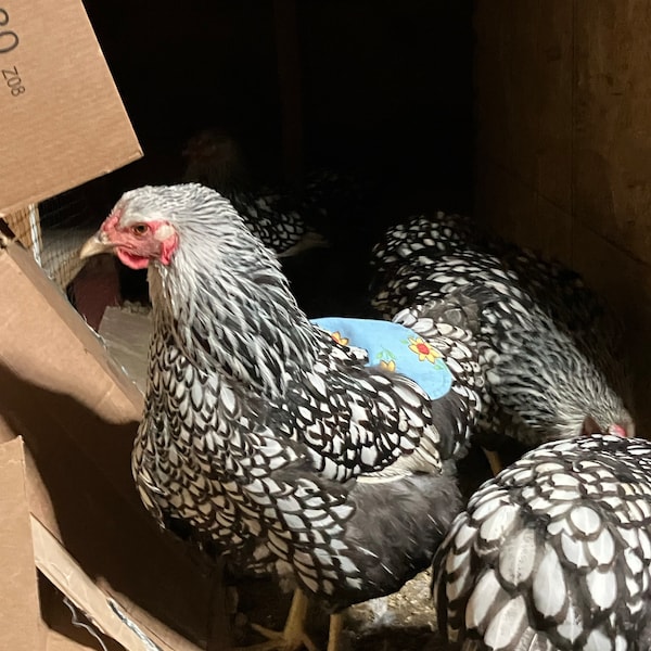 Buy 3 Get 1 FREE ! Chicken Saddles | Chicken Jackets | Hen Apron ...