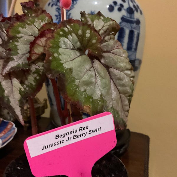 Rex Jurassic Jr.™ 'berry Swirl' Spiral Begonia - Etsy