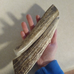 Cleaned Coyote Radius Bones Leg Bones Real Bones 4 - Etsy