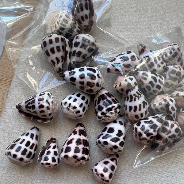 Hawaiian Braided Mongo Real Seashell for Necklace or Haku or Hat Band ...