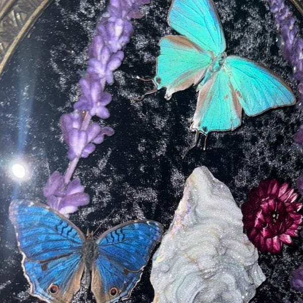 The Blue Buckeye Butterfly, Junonia Rhadama, Unmounted (wings FOLDED ...