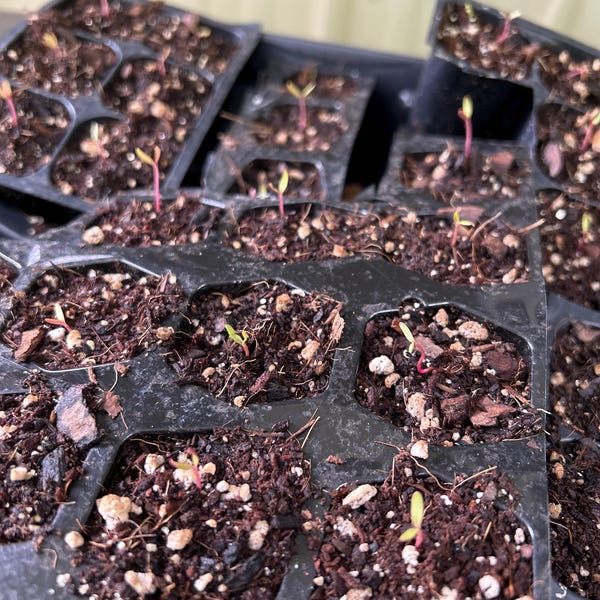 Tulip Poplar Tree Seeds 15 Seeds Black Swallowtail Butterfly Host ...