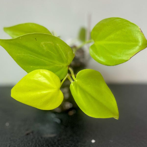 Philodendron Paraiso Verde : Indoor Plants Easy Care Houseplant Starter ...