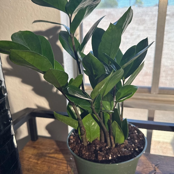 Green Zz Plant - Zamioculcas Zamiifolia Plant in a Pot - Rare Indoor ...