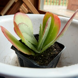 Live Mother of Millions / Devils Backbone / Kalanchoe Delagoensis - Etsy