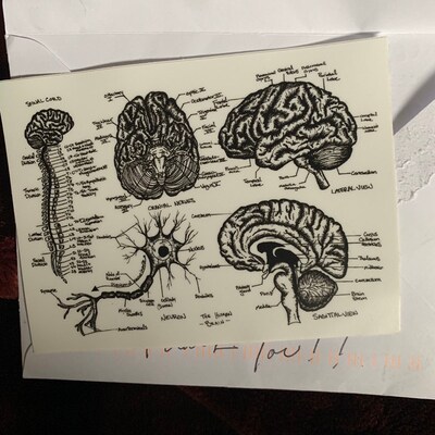 Laptop Sticker Anatomy Neuro Brain Diagram Vinyl, Nursing Student ...