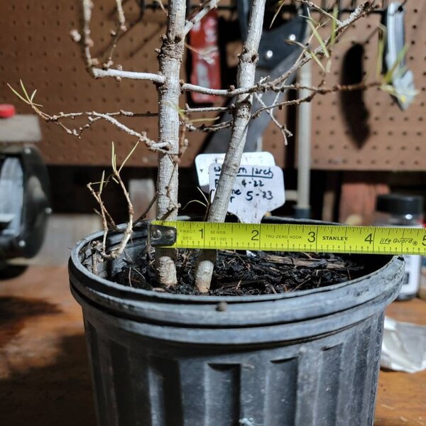 Weeping Corkscrew Willow Sapling in Nursery Pot. Live Rooted Salix ...