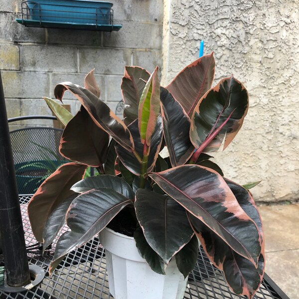 Ficus Decora RUBY Ficus Elastica Rubber Plant Live House Plant - Etsy