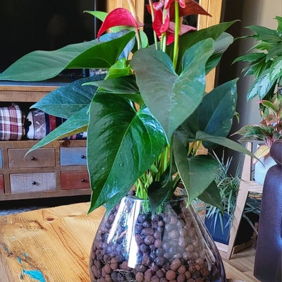 Molten Glass & Gamal Root Patterned Flower Vase With LED Light - Etsy