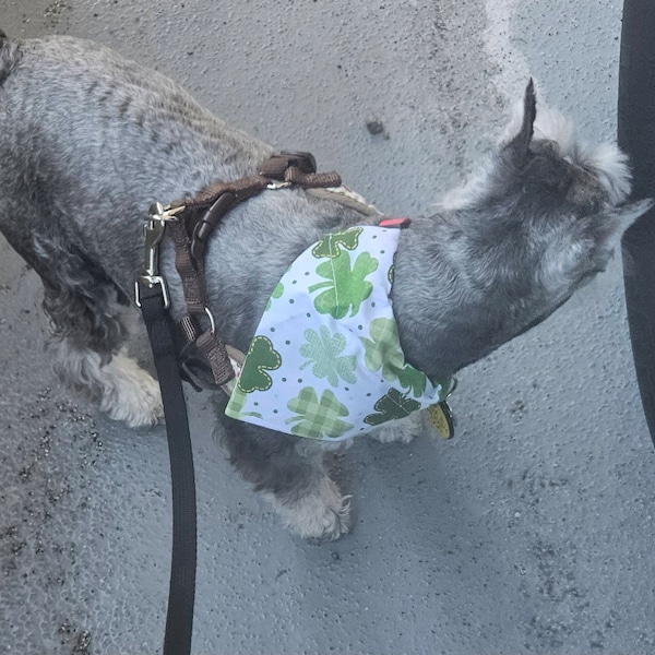 Trump 2024 Dog Bandana, MAGA Pet Bandana, Over Collar, Pro Trump ...