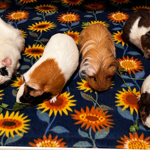 Snuggle Sack, Cuddle Sack, Cozy Sack, Guinea Pig Snuggle Sack, Hedgehog ...