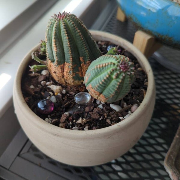Baseball Plant, Euphorbia Obesa, Rare Plant, Cactus Cluster, Potted ...