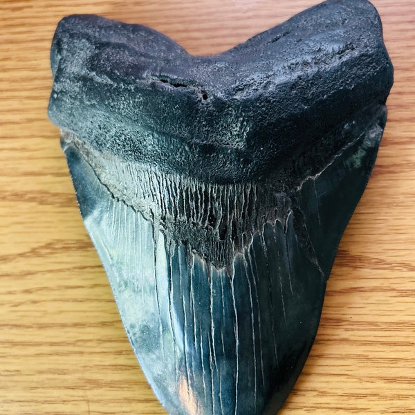 Triceratops Dinosaur Rib Bone Fossil - Etsy