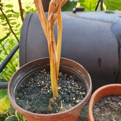 Curcuma ELATA Hidden Lily Ginger Flower Giant Plume Mature Rhizome W ...