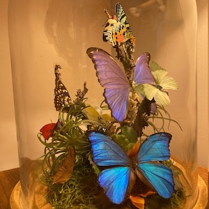 Assorted Beetles Bugs Insects Wholesale Mix Lot Collection | Etsy